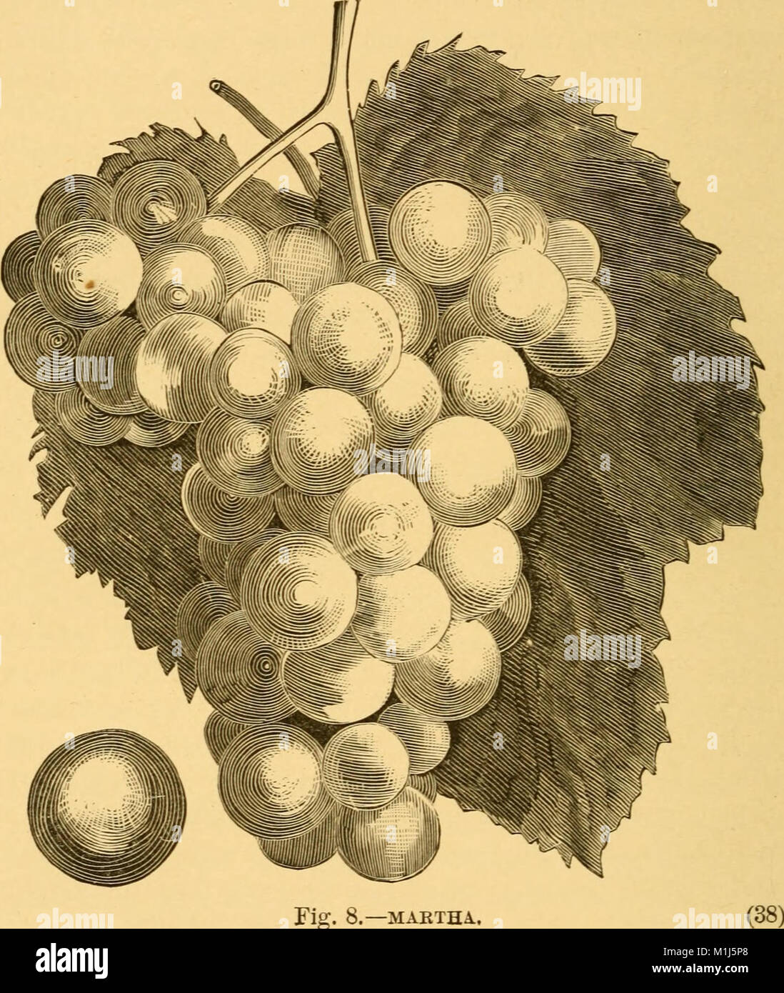 This 1880 guide on American grape growing and wine making provides ...