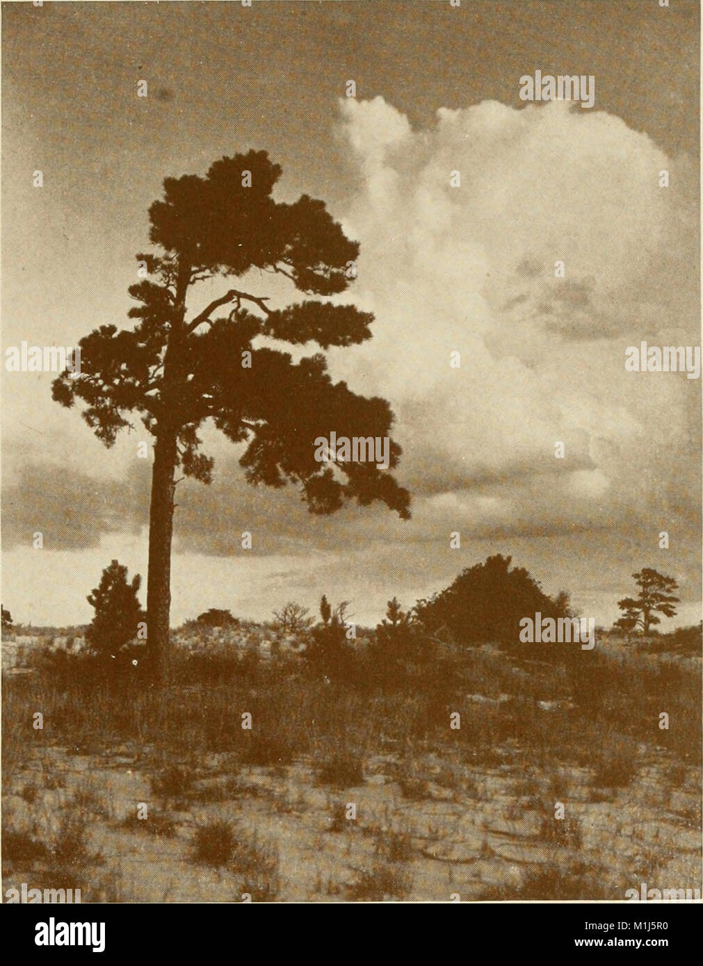 *A Bar of Song* (1914) is a musical work, blending various themes and ...
