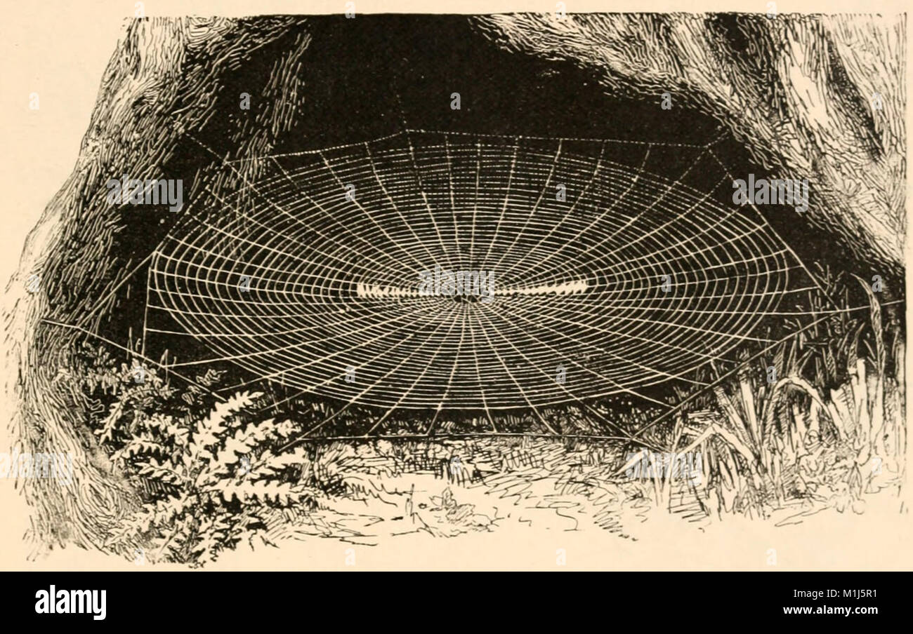 This natural history work focuses on orb-weaving spiders in the United ...