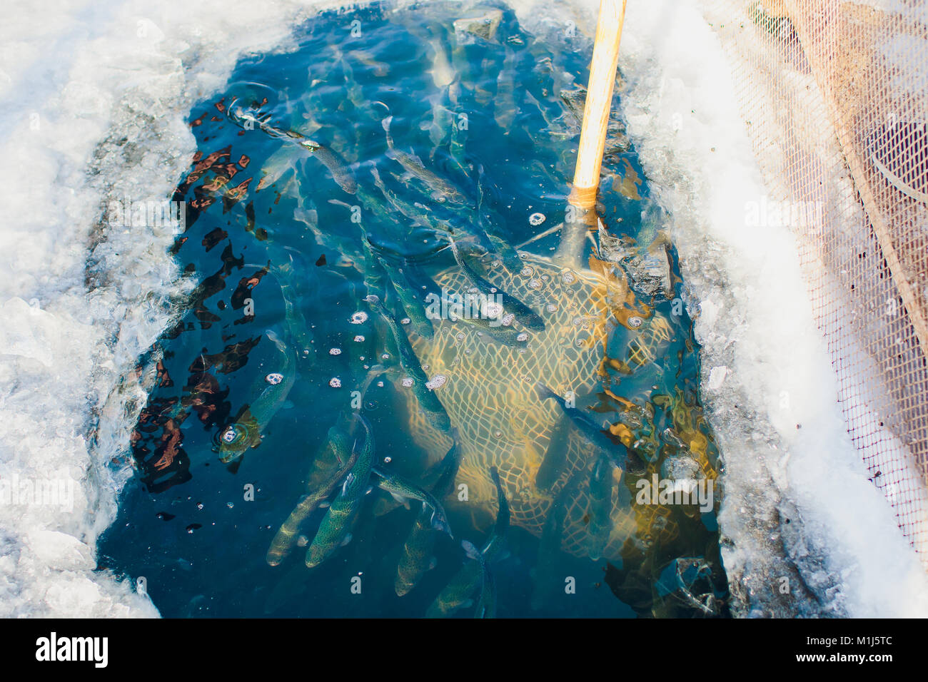 farm trout winter ice-hole fish lake catching a mace food Stock Photo ...