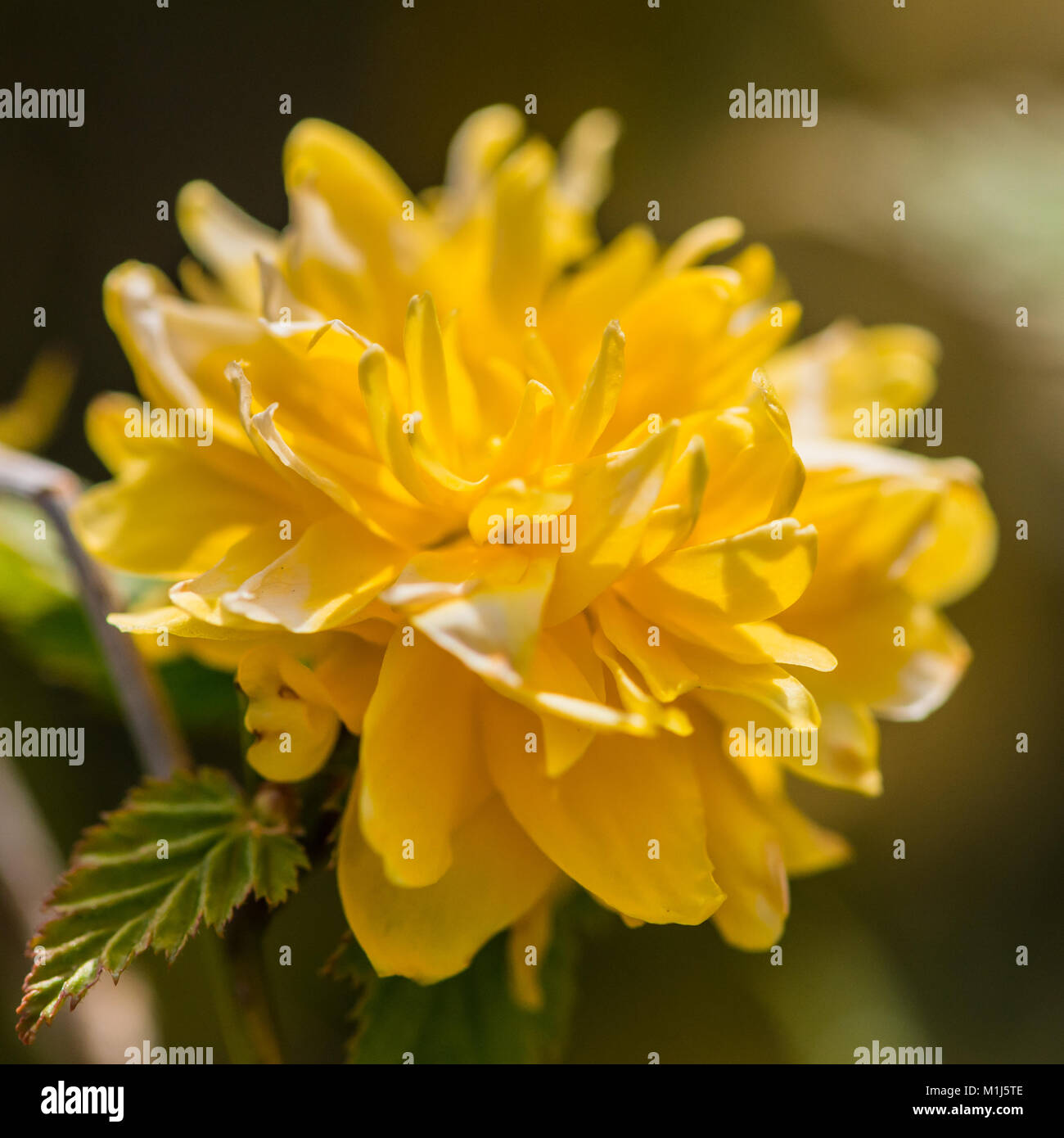 A macro shot of some yellow kerria bush blossom Stock Photo - Alamy