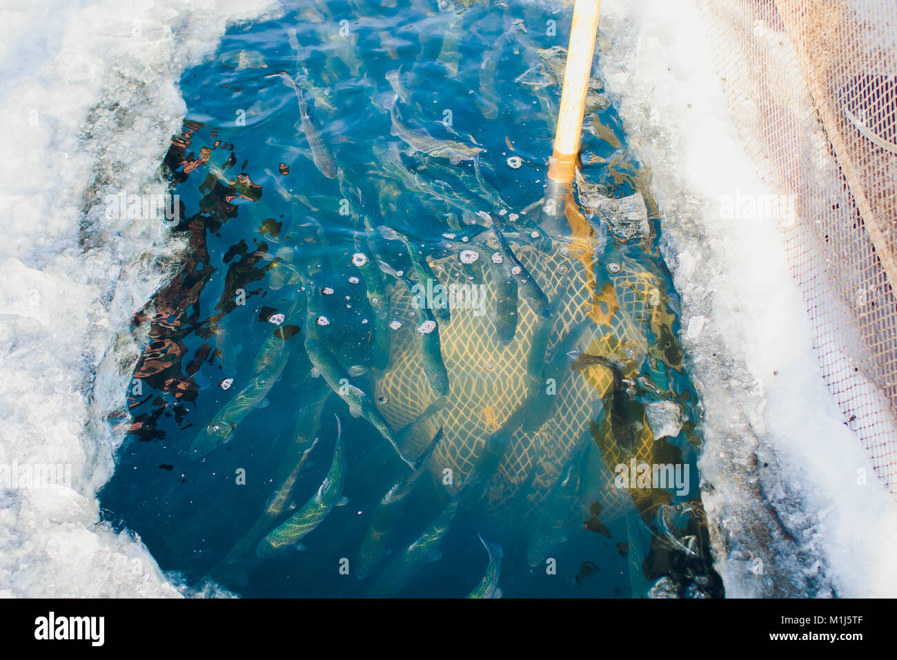 farm trout winter ice-hole fish lake catching a mace food Stock Photo ...