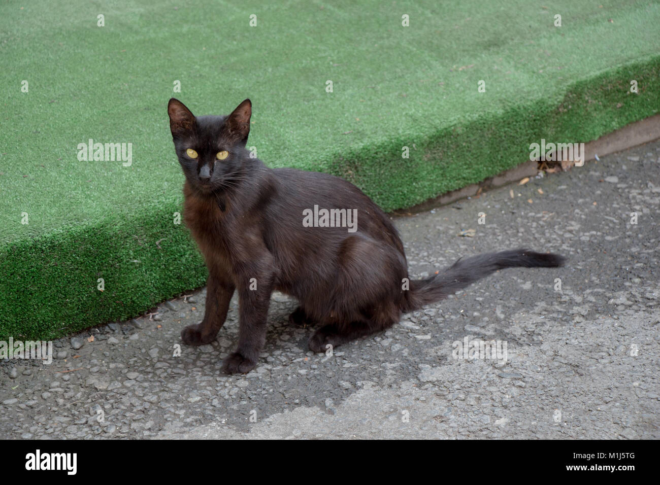 Stray cat seen in the street of the city Stock Photo - Alamy