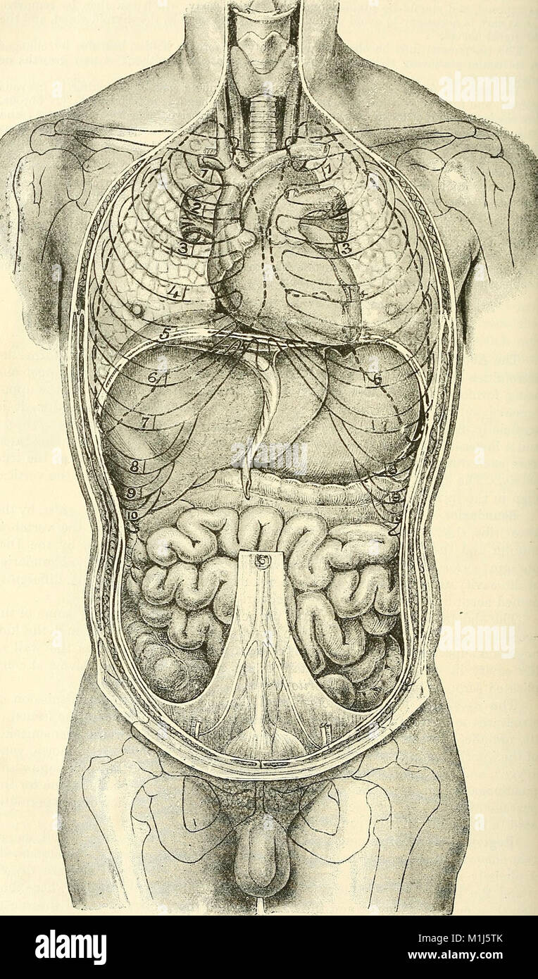 Anatomy, descriptive and surgical (1897) (14578413360 Stock Photo - Alamy