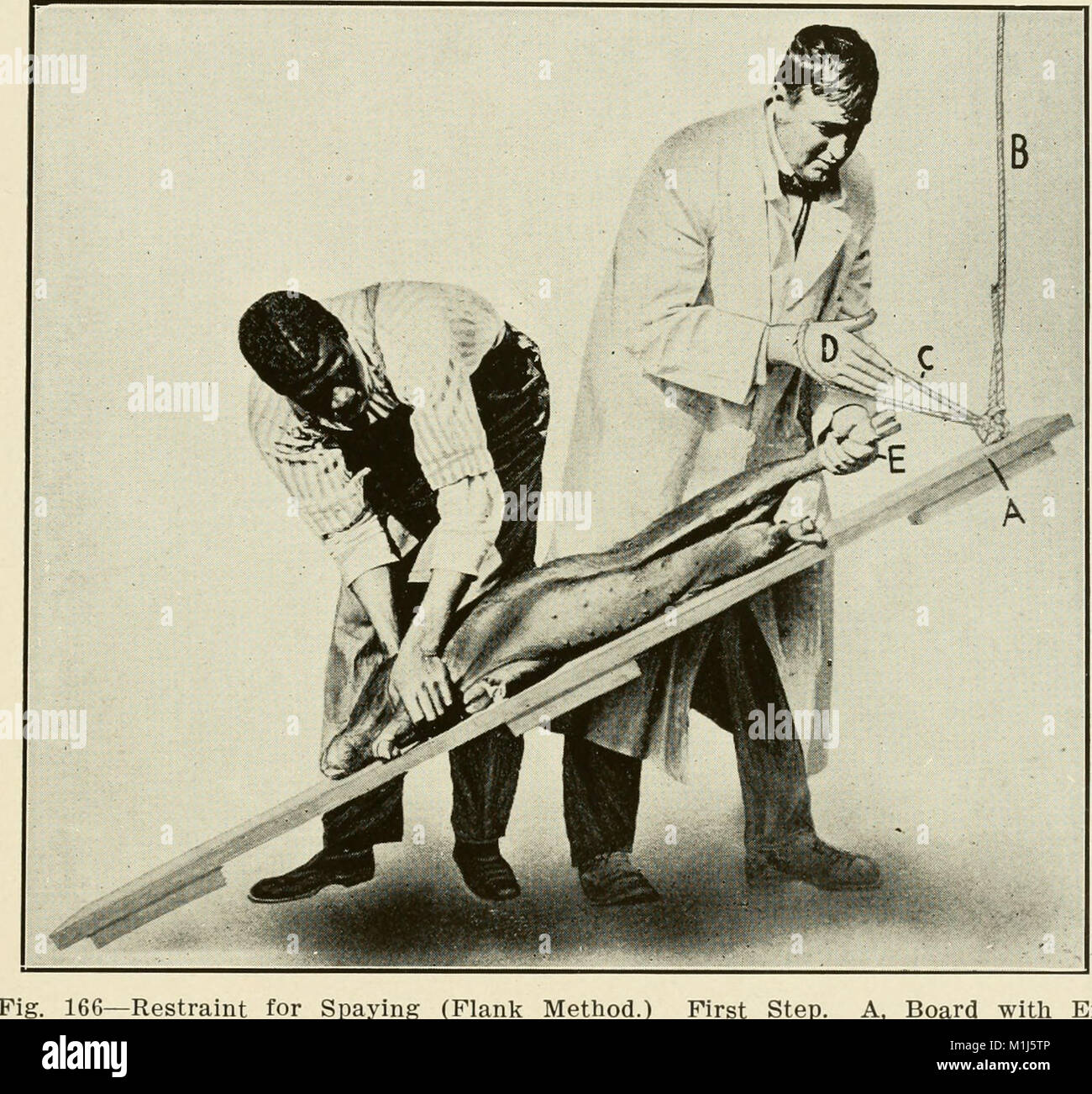 This guide discusses the procedure and techniques of animal castration ...
