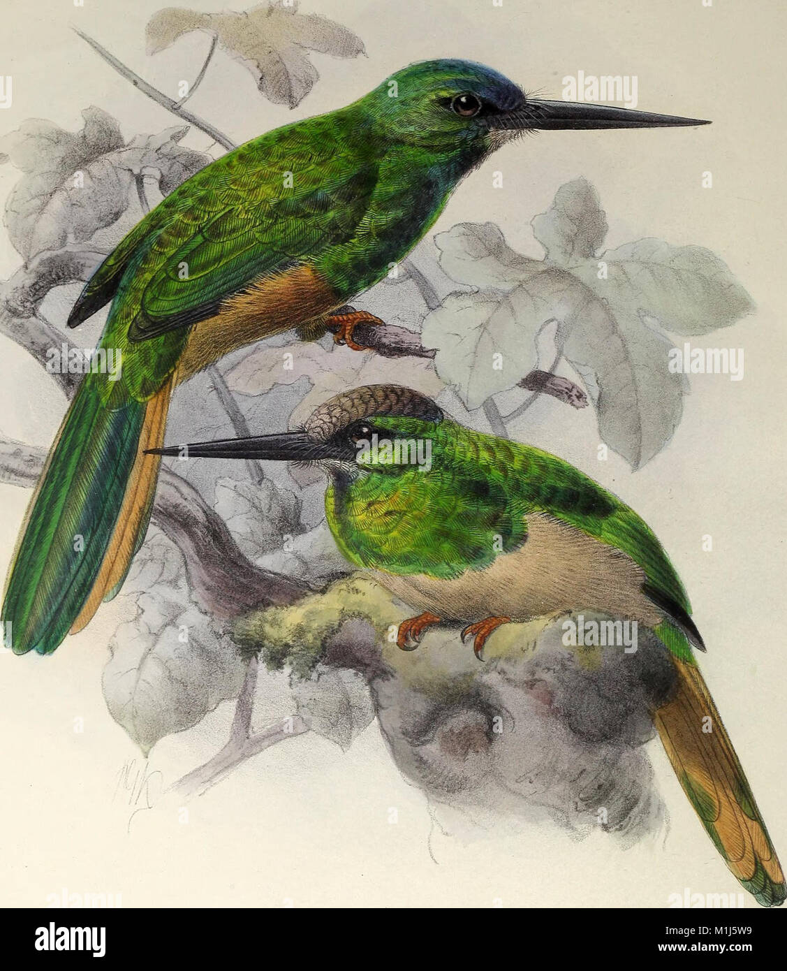 The 1882 monograph examines the jacamars and puff-birds, focusing on ...
