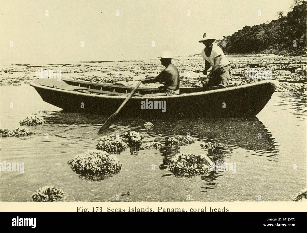 This 1943 work documents the Pacific expeditions led by Allan Hancock ...