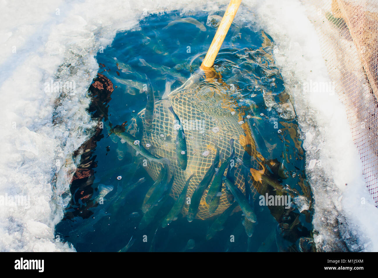 farm trout winter ice-hole fish lake catching a mace food Stock Photo ...
