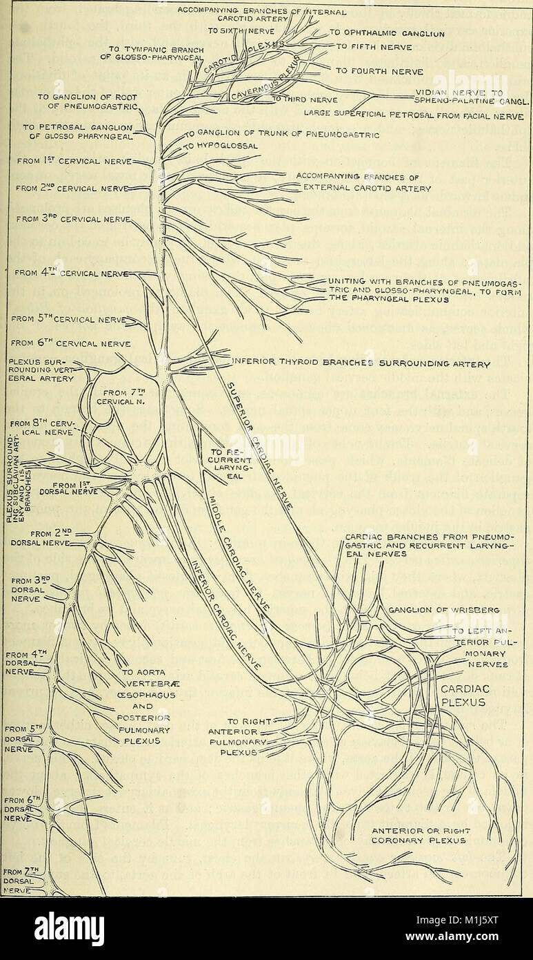 This 1897 medical text provides a detailed description of human anatomy ...