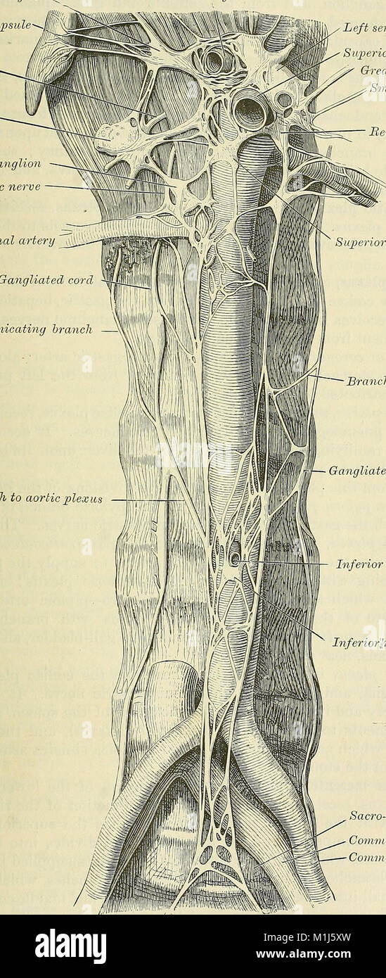 Descriptive anatomy hi-res stock photography and images - Alamy
