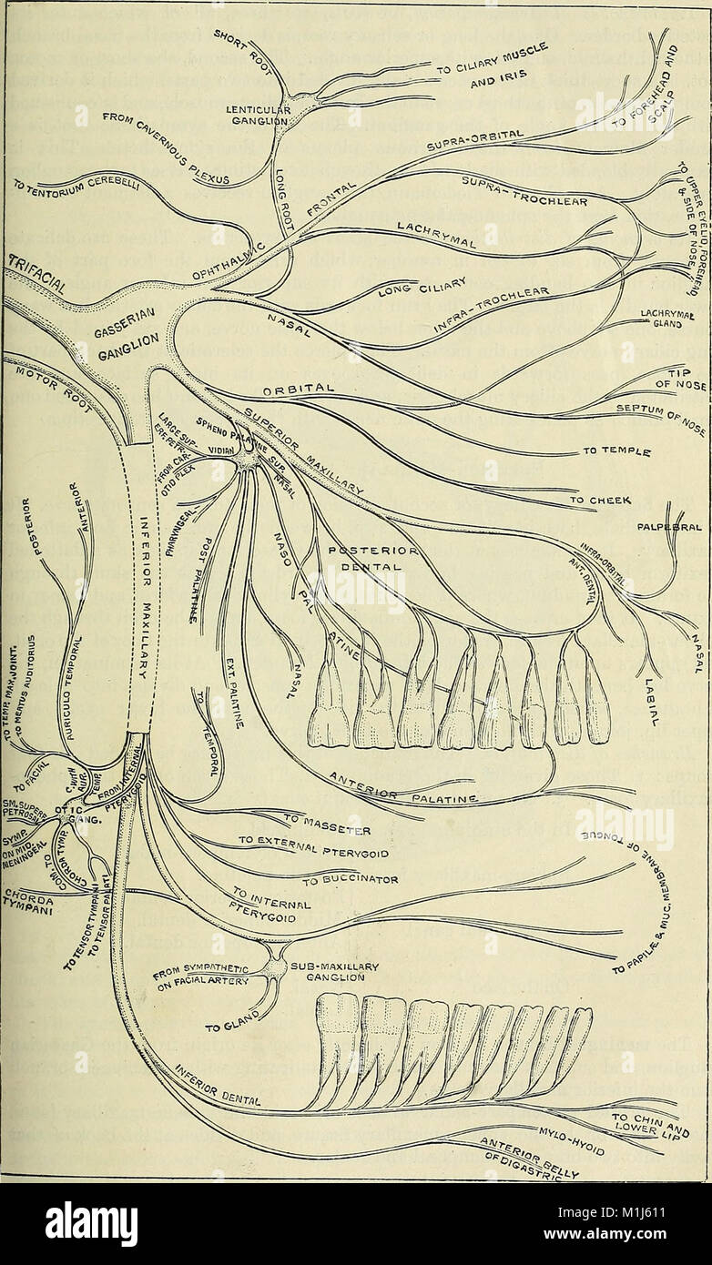 Anatomy, descriptive and surgical (1897) (14784893003 Stock Photo - Alamy