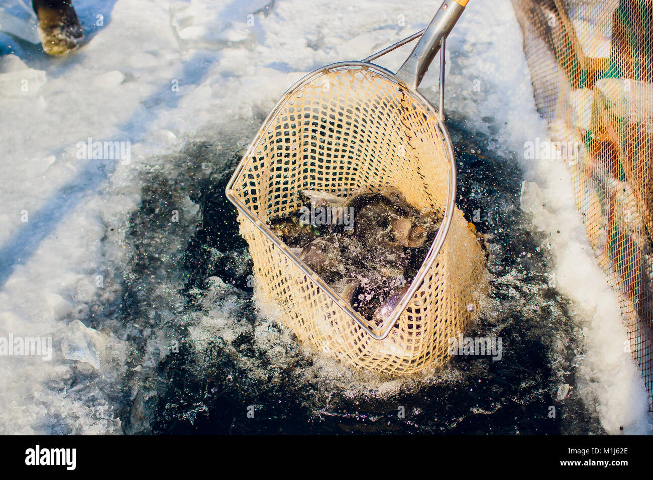 farm trout winter ice-hole fish lake catching a mace food Stock Photo ...