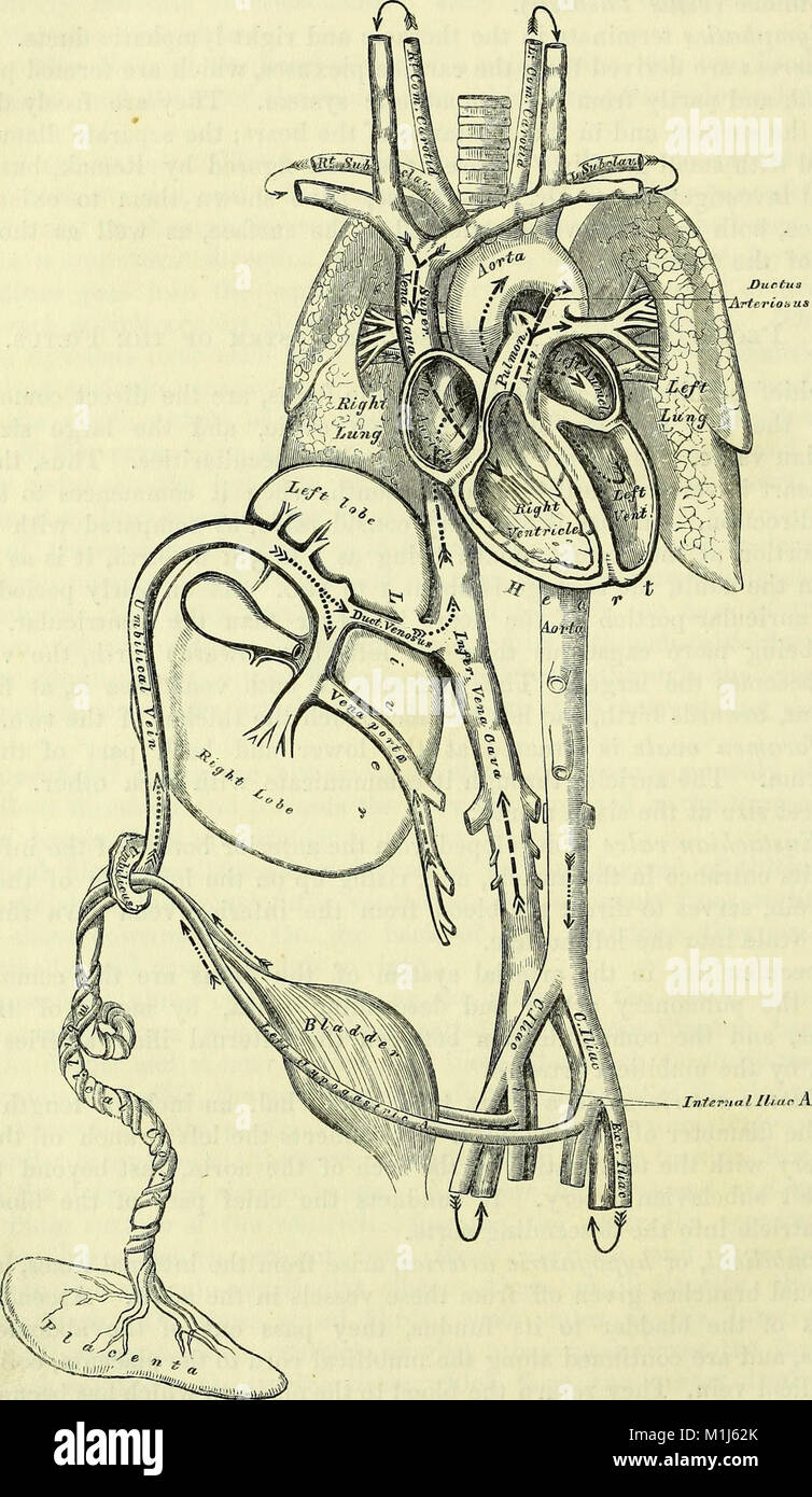 'Anatomy, Descriptive and Surgical' (1860) is a foundational medical ...