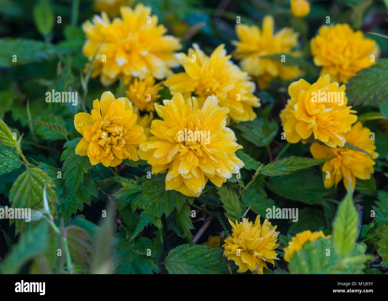 A macro shot of the yellow blossom of a kerria bush Stock Photo - Alamy