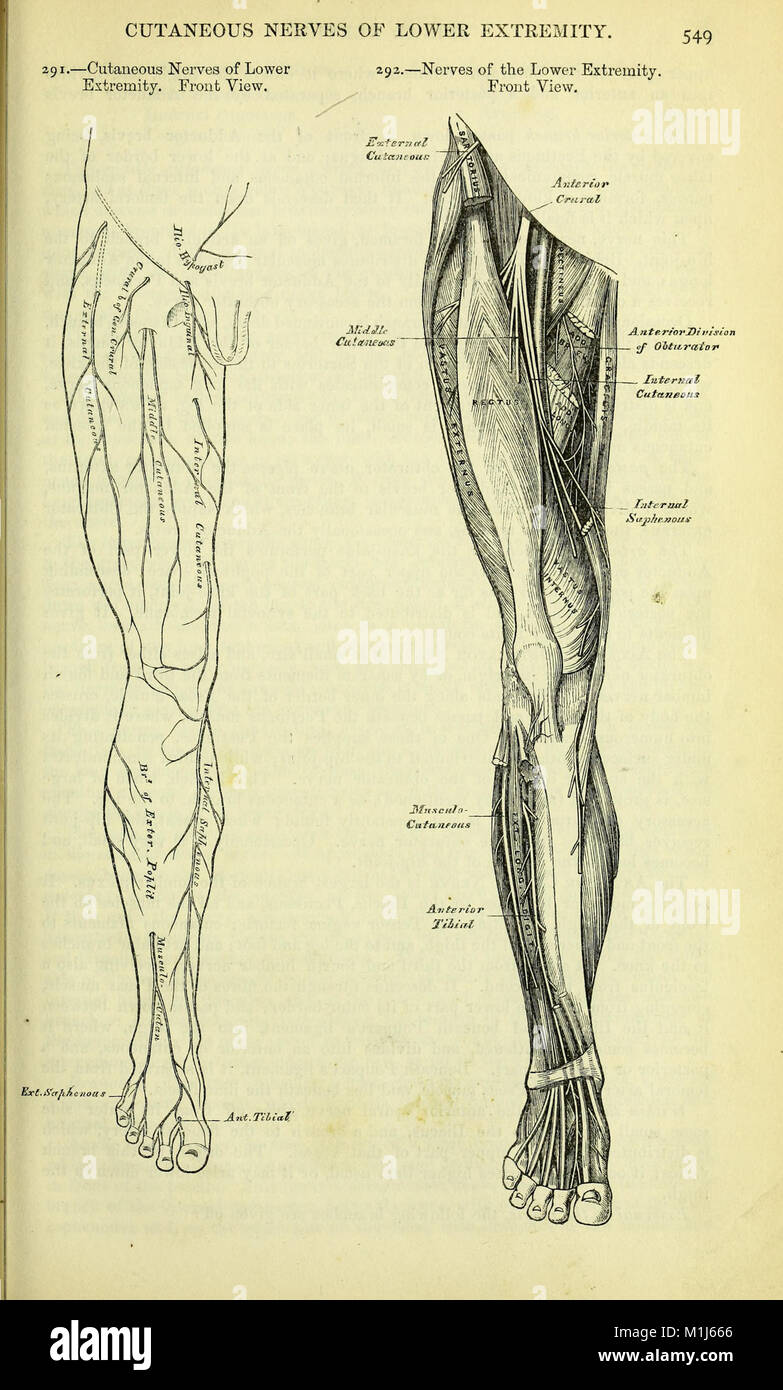 Anatomy, descriptive and surgical (electronic resource) (1860 ...