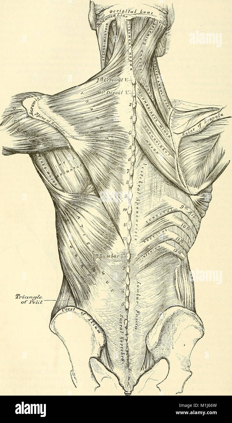 Anatomy, descriptive and surgical (1897) (14578261678 Stock Photo - Alamy