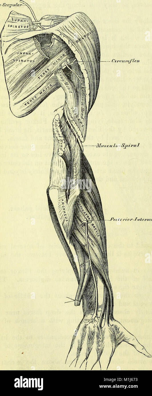 This 1860 work on anatomy presents a detailed study of human body ...