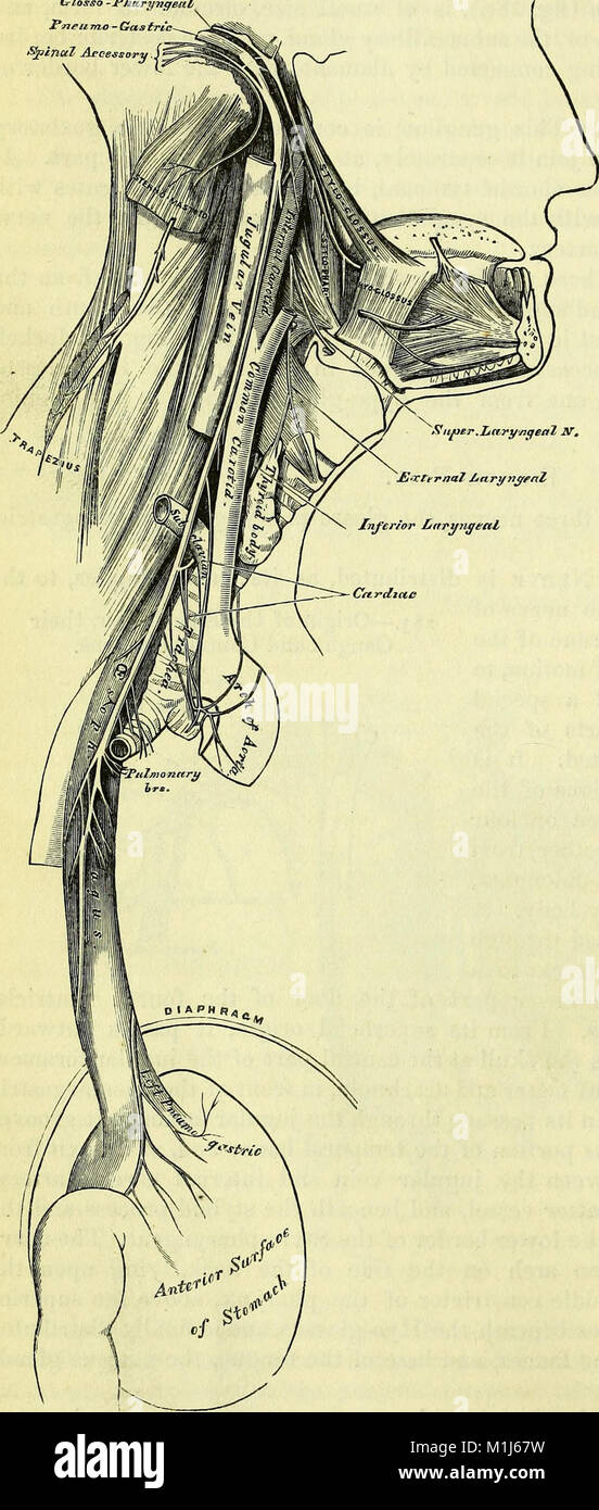 Anatomy, descriptive and surgical (electronic resource) (1860 ...