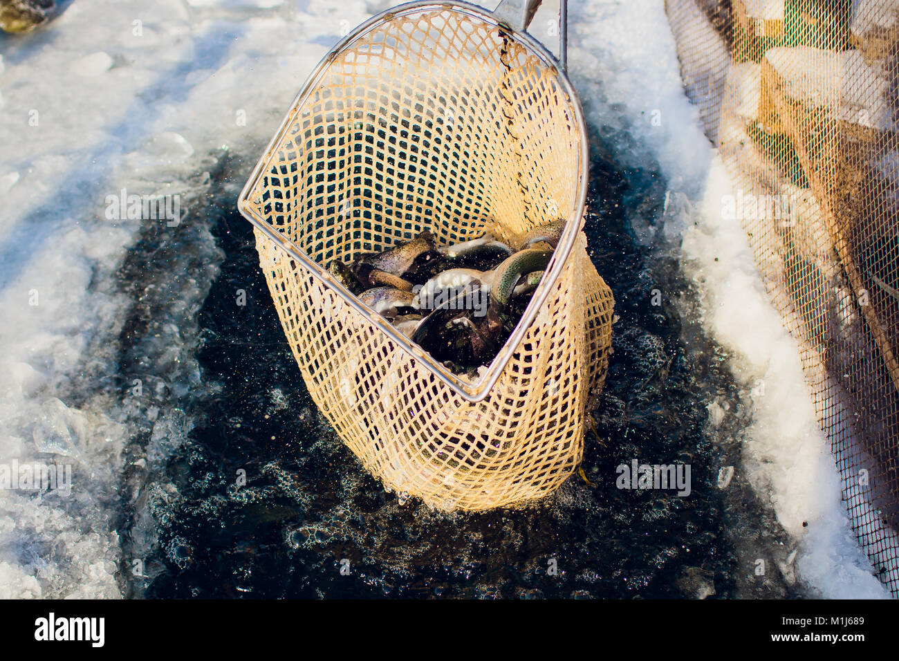farm trout winter ice-hole fish lake catching a mace food Stock Photo ...