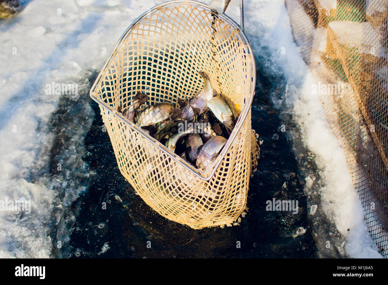 farm trout winter ice-hole fish lake catching a mace food Stock Photo ...