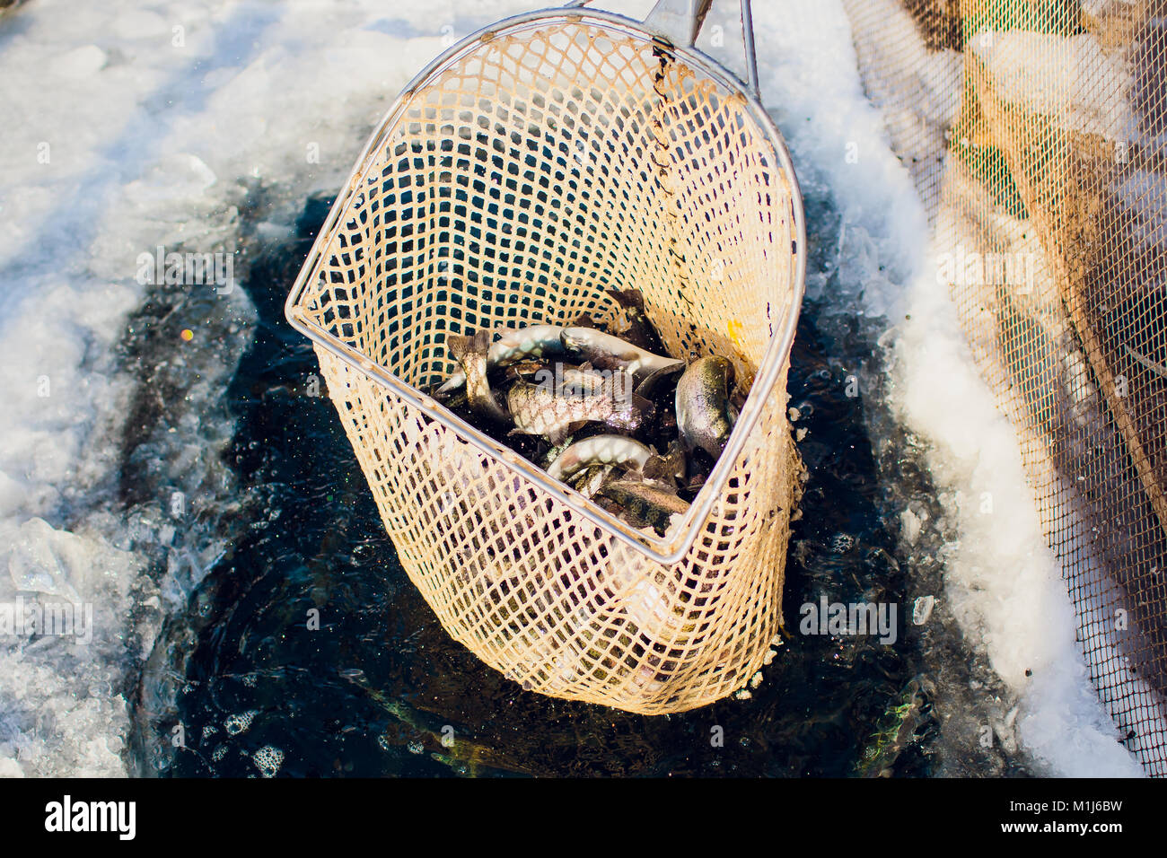 farm trout winter ice-hole fish lake catching a mace food Stock Photo ...