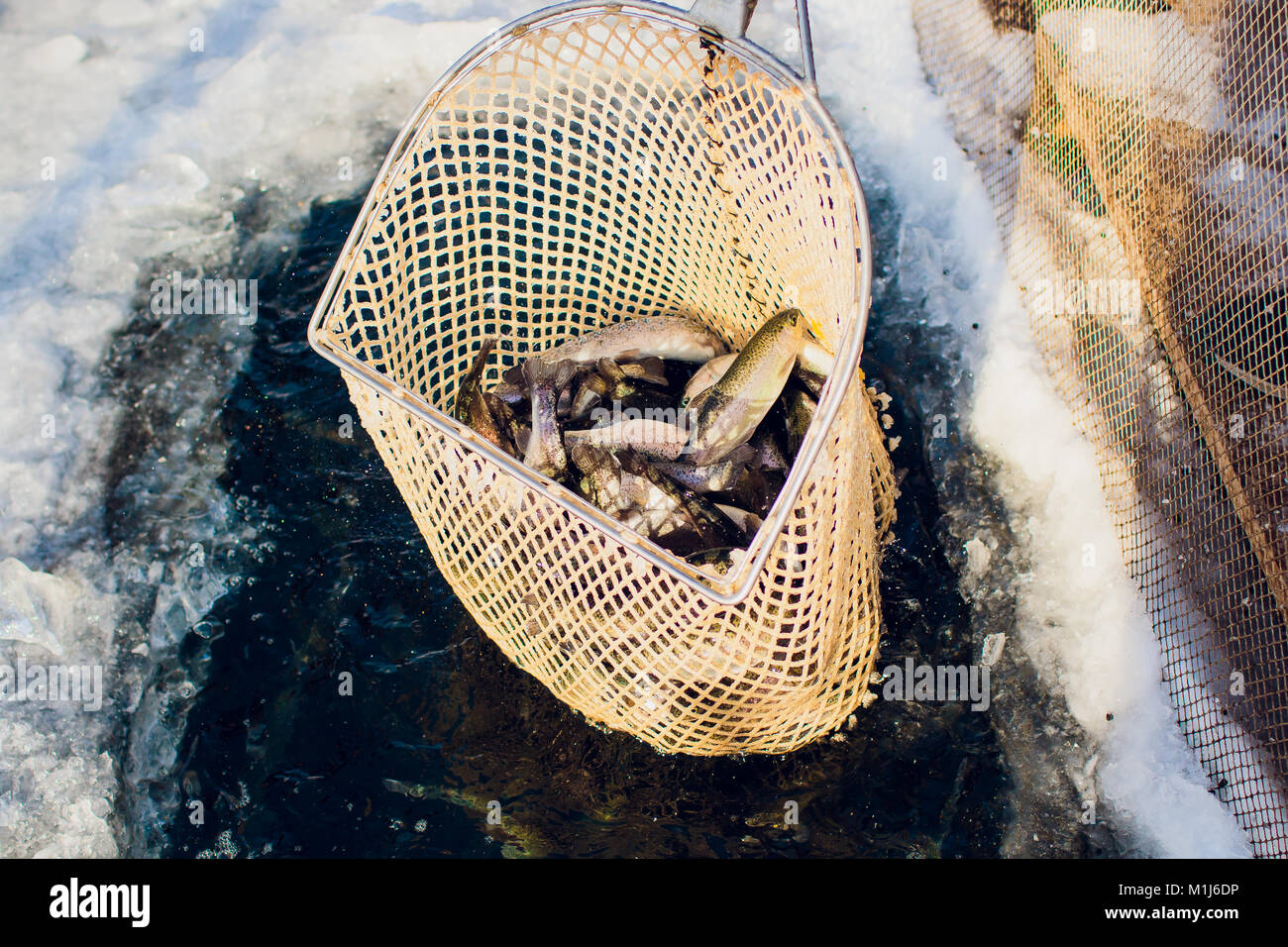 farm trout winter ice-hole fish lake catching a mace food Stock Photo ...