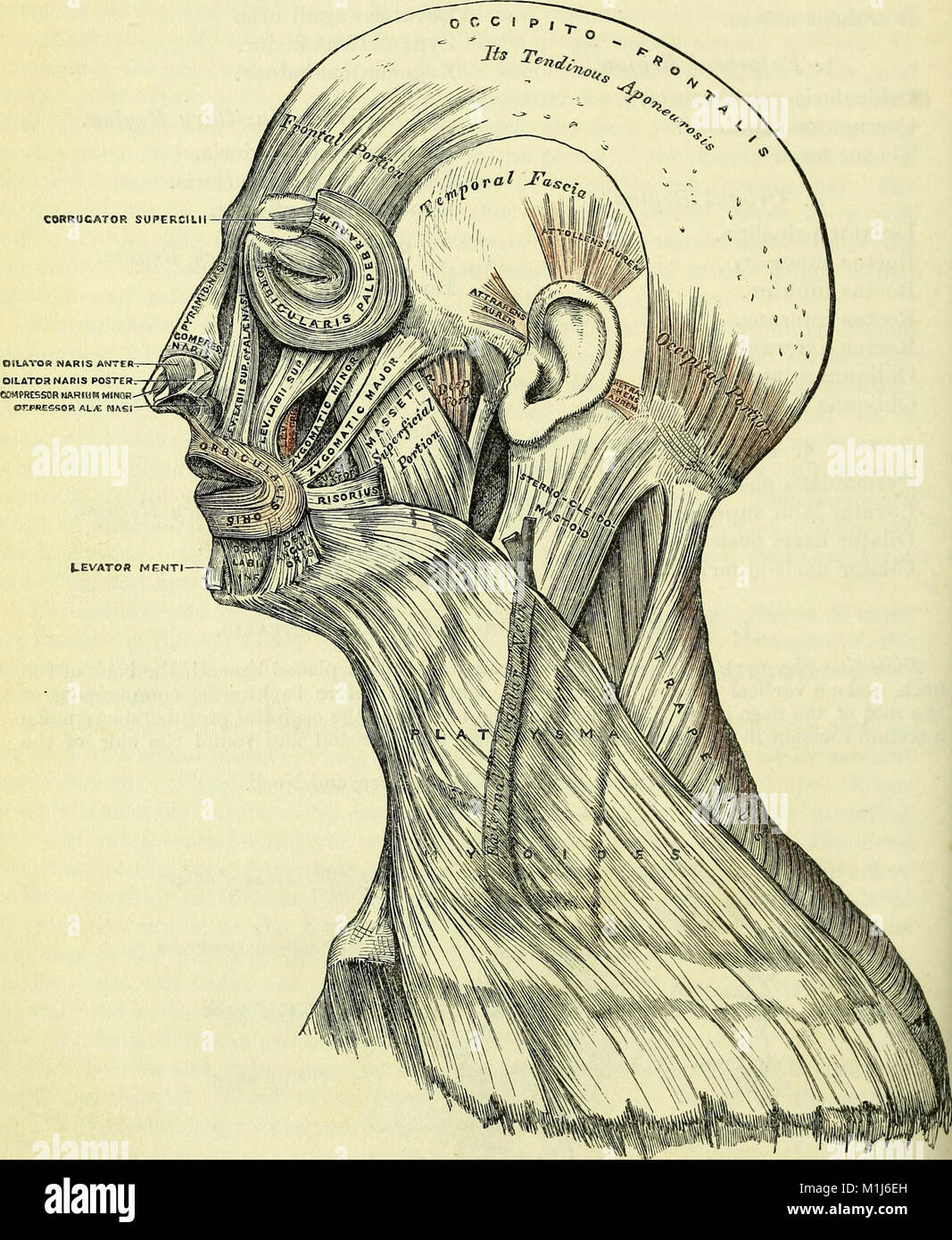 A 1860 descriptive and surgical anatomy resource providing detailed ...