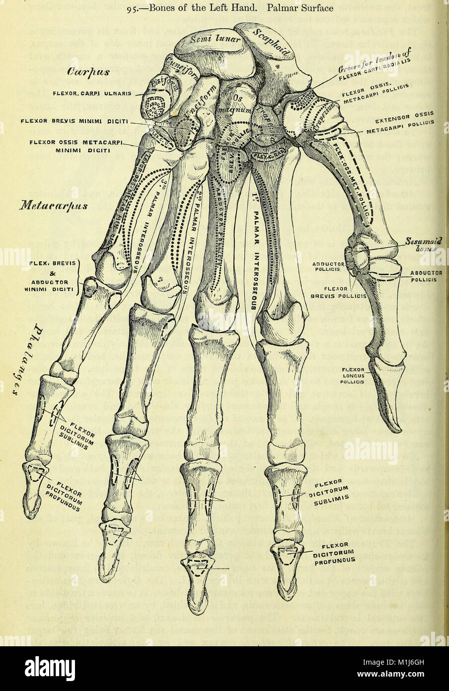 *Anatomy, Descriptive and Surgical* (1860) provides a comprehensive ...