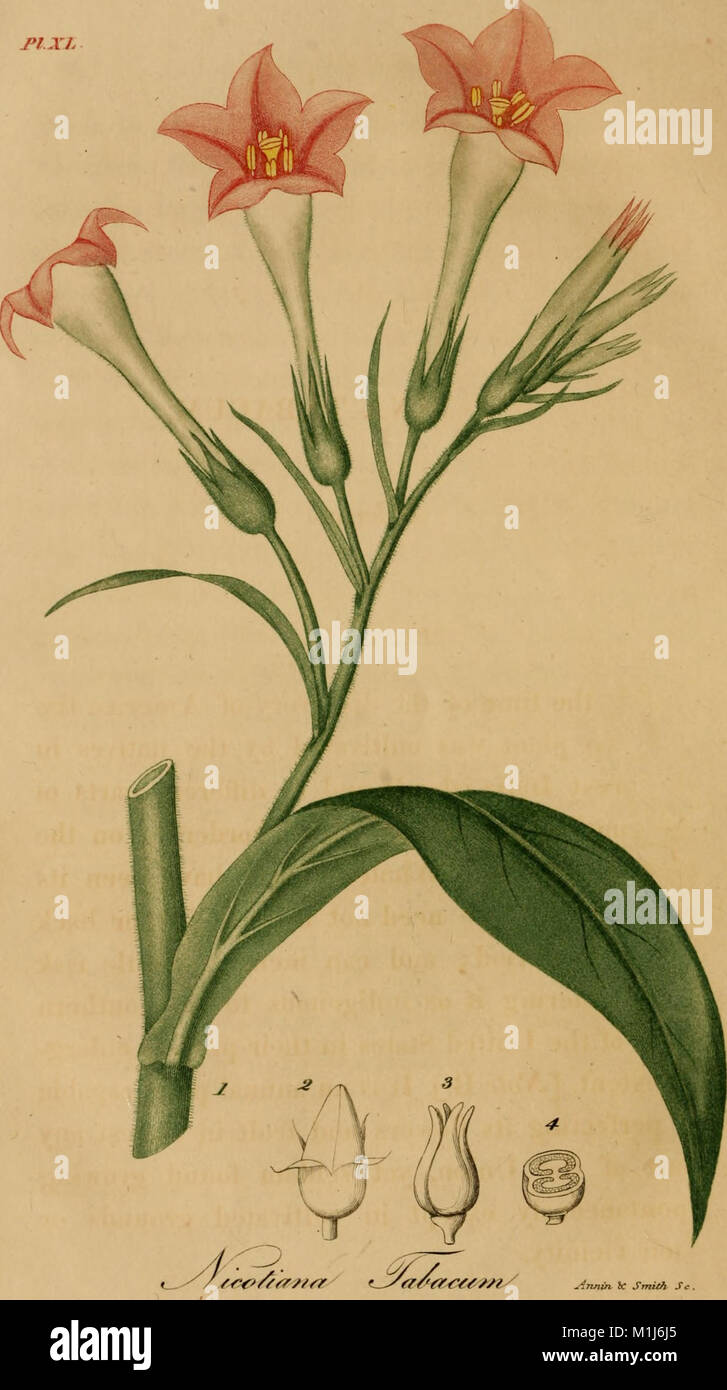 This text on American medical botany focuses on native medicinal plants ...