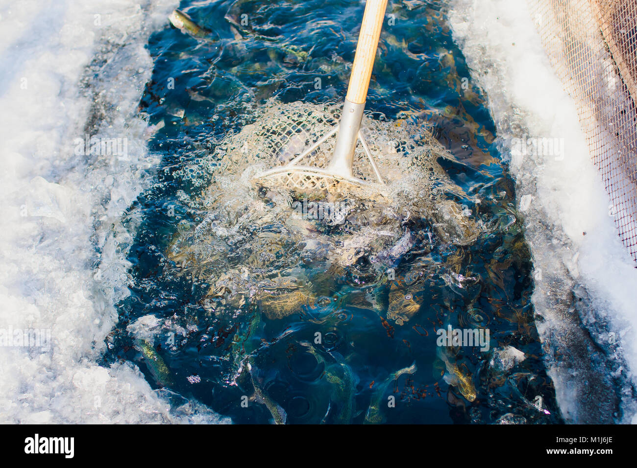farm trout winter ice-hole fish lake catching a mace food Stock Photo ...