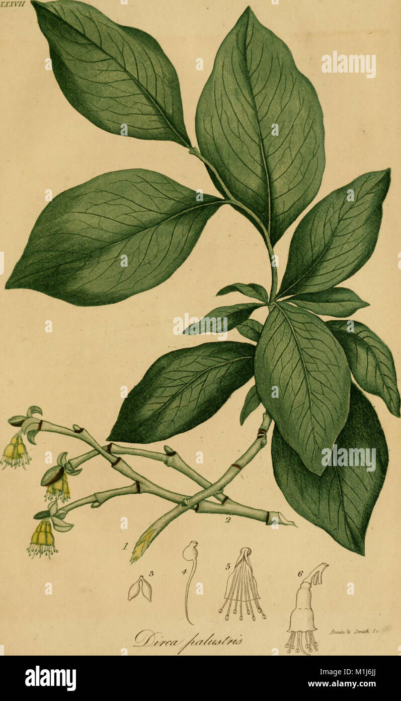 American Medical Botany compiles native medicinal plants of the U.S ...