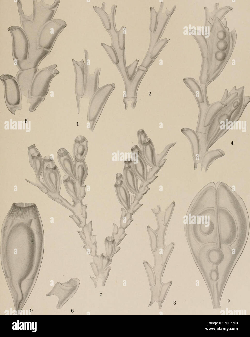 This 1904 study of American hydroids provides detailed descriptions of ...