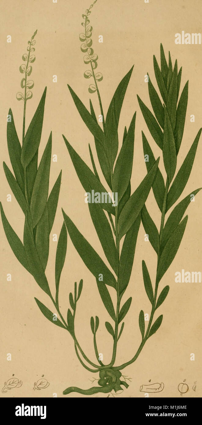 'American Medical Botany' presents native medicinal plants of the U.S ...