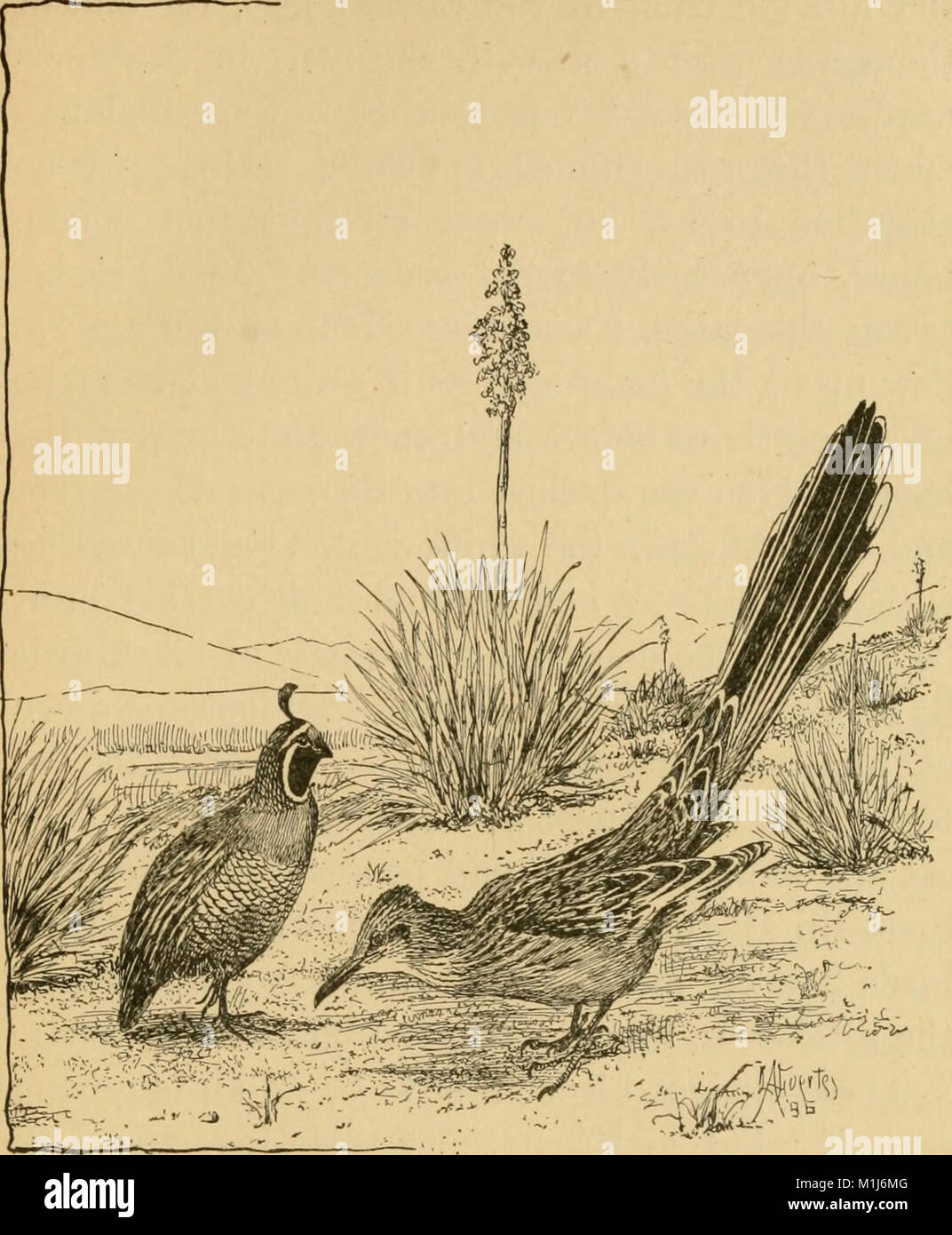 'A-Birding on a Bronco' (1896) is a humorous account of birdwatching ...