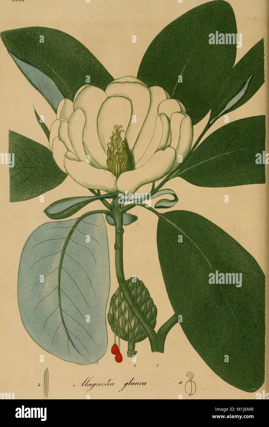 *American Medical Botany* provides a detailed collection of native ...