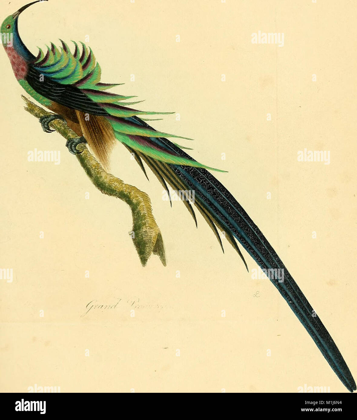 1822 birds hi-res stock photography and images - Alamy