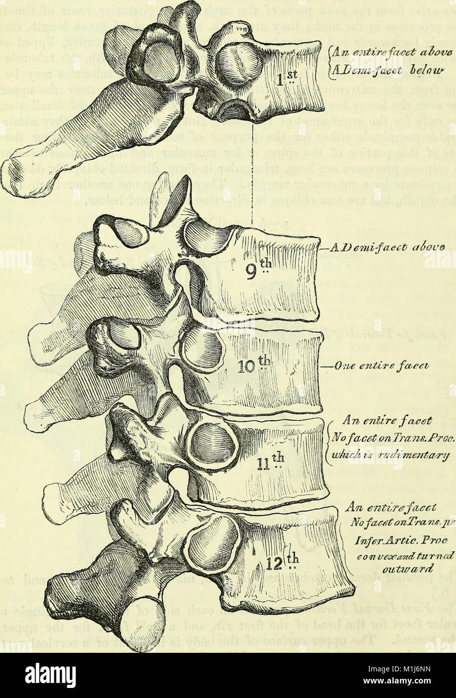 An 1860 edition of 'Anatomy, Descriptive and Surgical,' detailing human ...