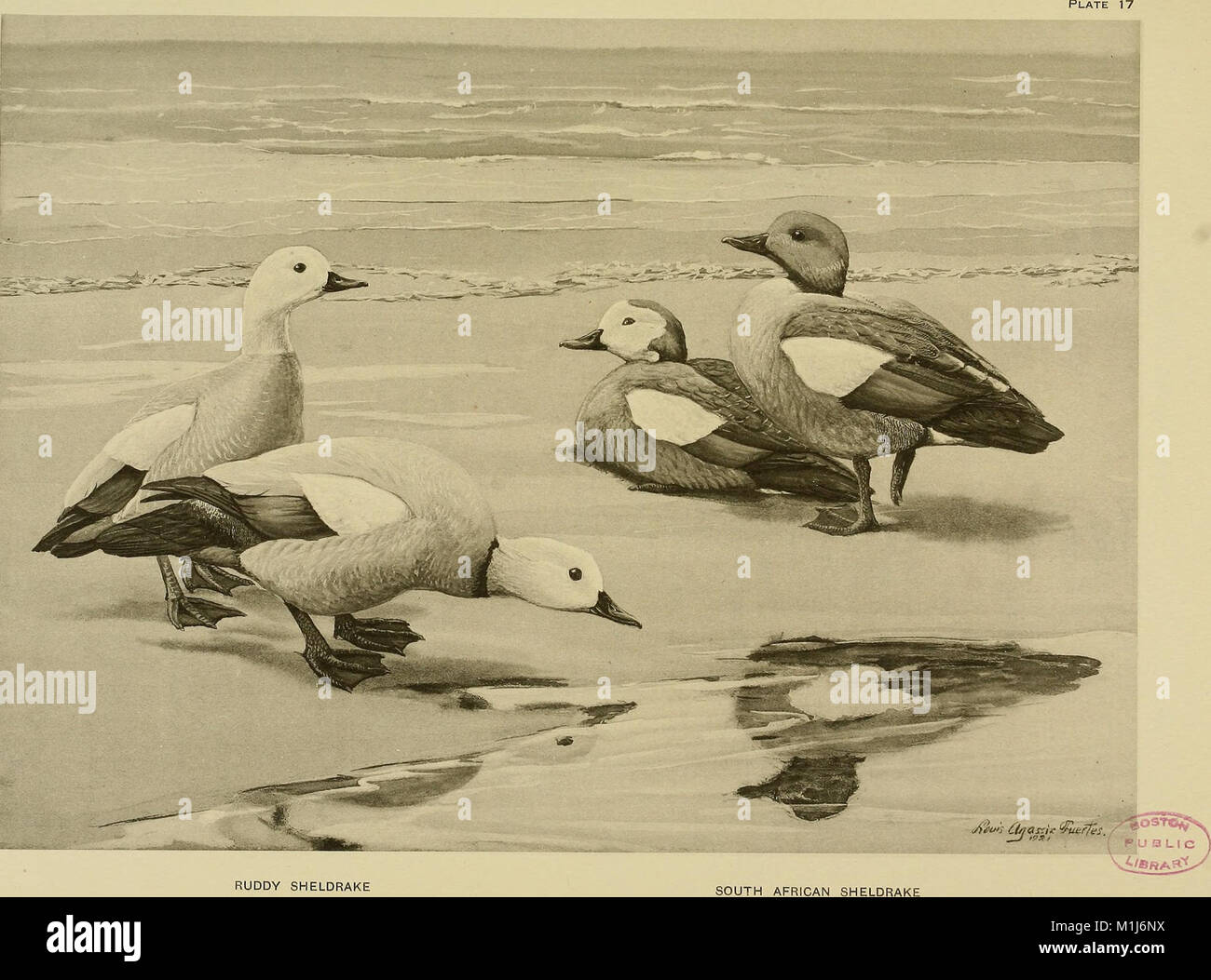 A natural history of the ducks (1922) (14578266350 Stock Photo - Alamy