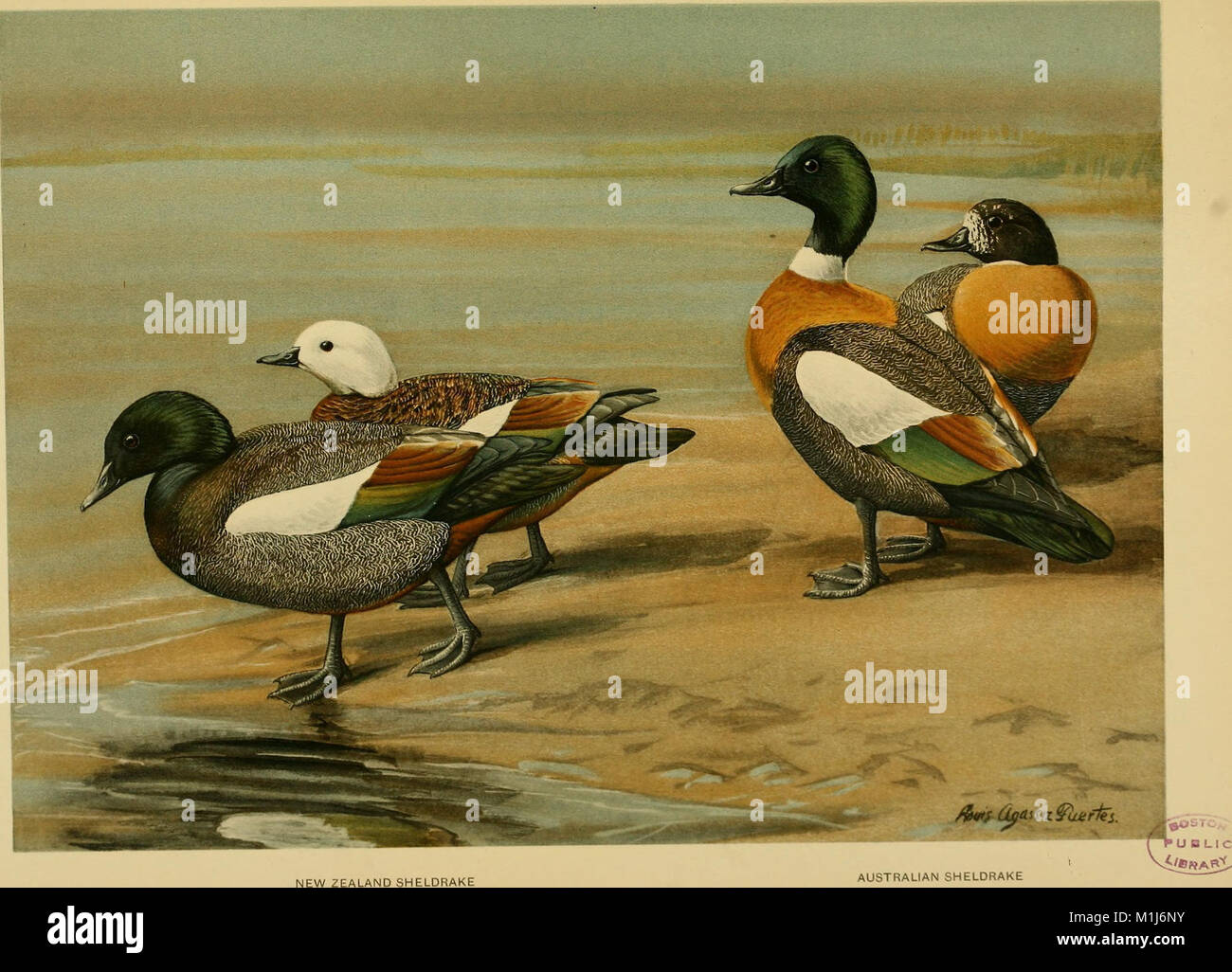 A natural history of the ducks (1922) (14578268120 Stock Photo - Alamy