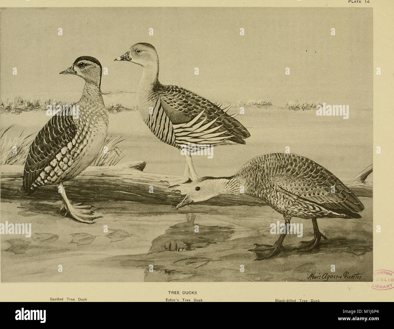 A natural history of the ducks (1922) (14578317818 Stock Photo - Alamy
