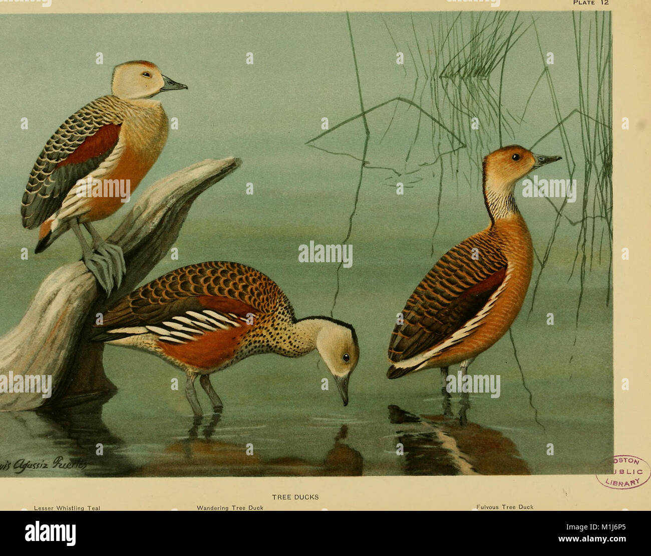 A natural history of the ducks (1922) (14578485917 Stock Photo - Alamy