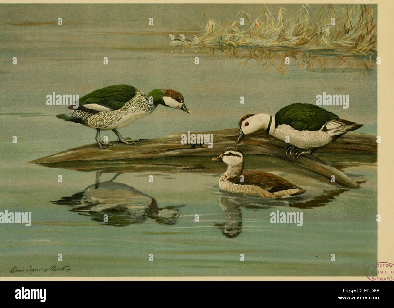 A natural history of the ducks (1922) (14764945745 Stock Photo - Alamy