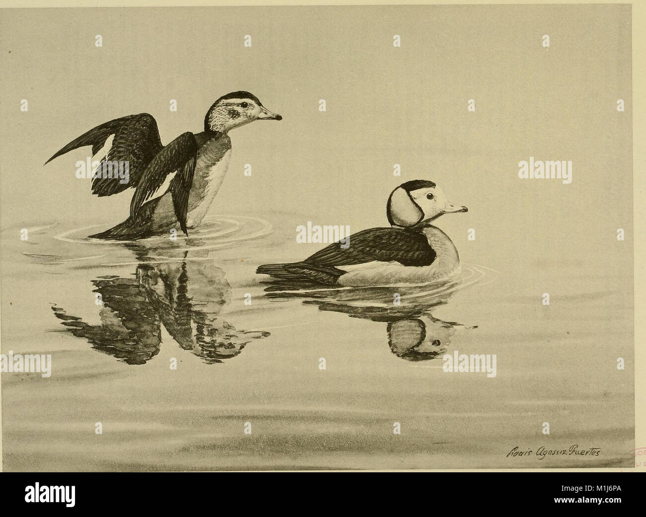 The 'Natural History of the Ducks' (1922) offers comprehensive insights ...
