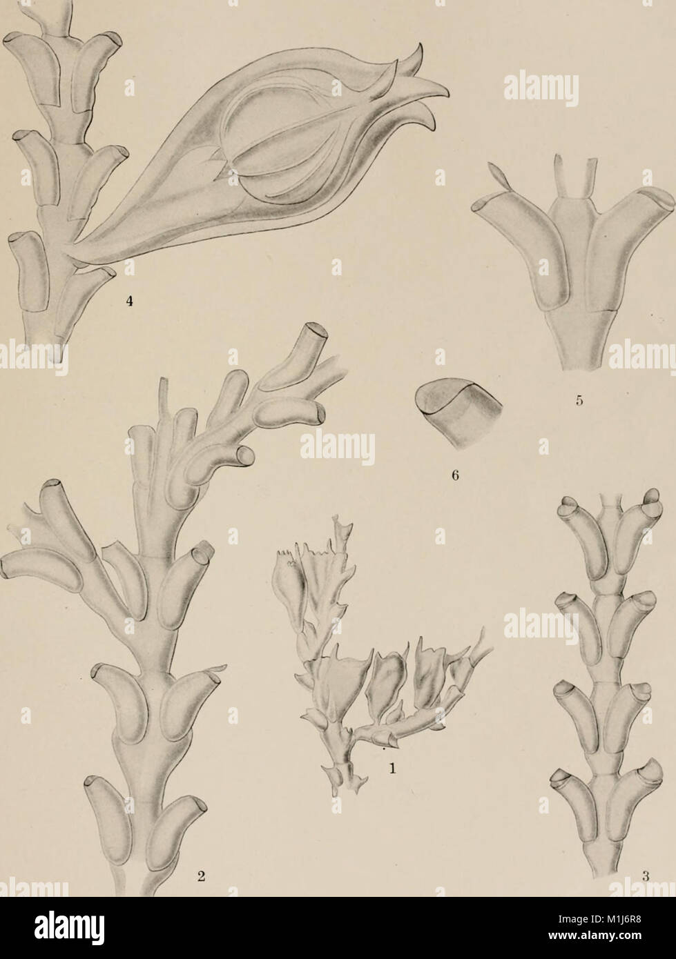 American hydroids (1904) (18149453835 Stock Photo - Alamy