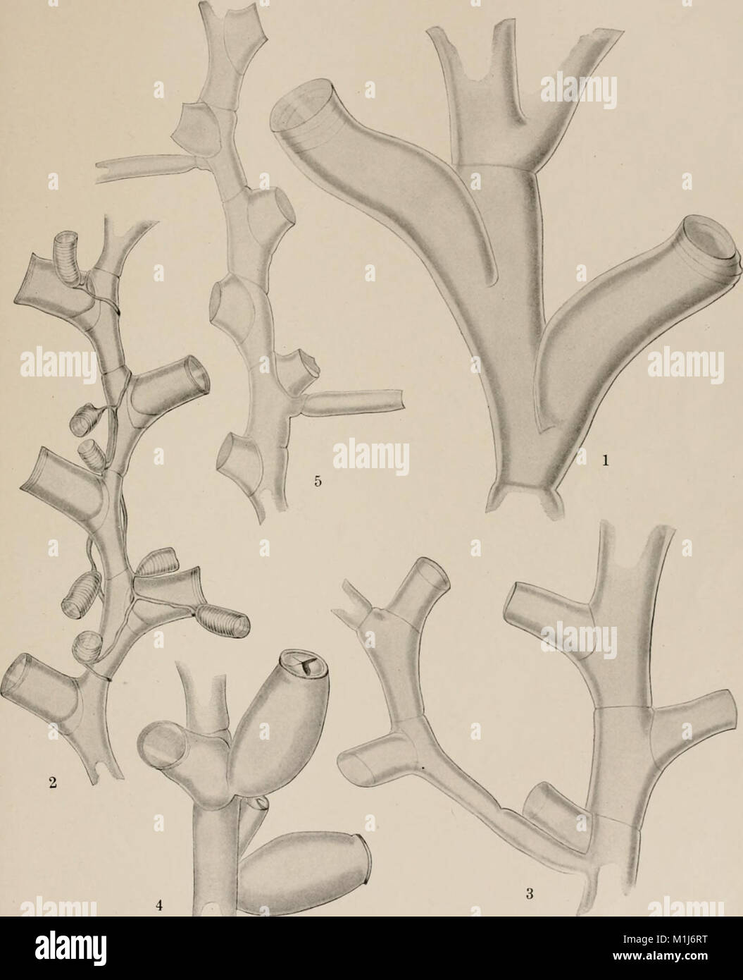 American hydroids (1904) (17963199109 Stock Photo - Alamy