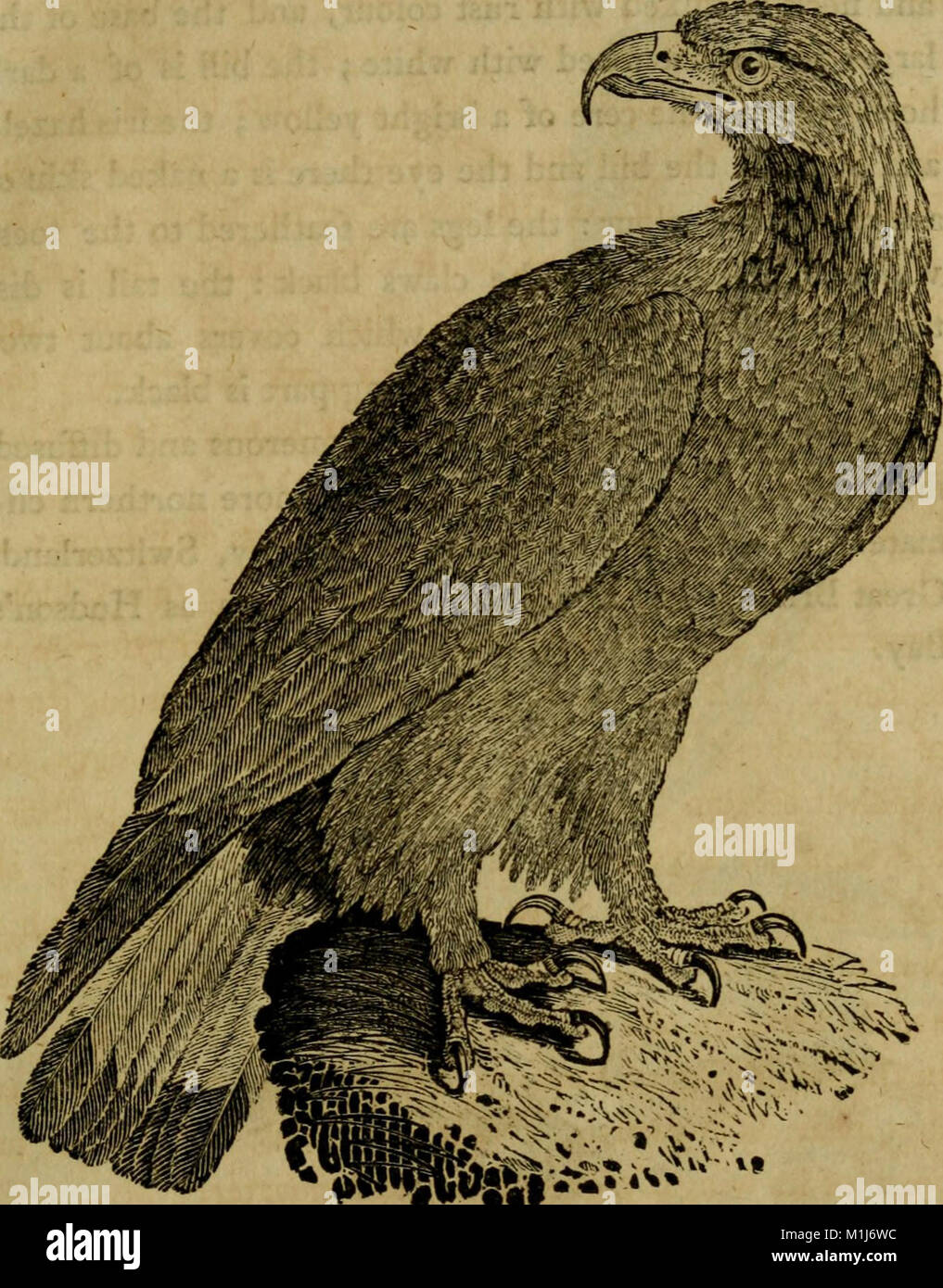 A history of British birds - the figures engraved on wood (1809 ...