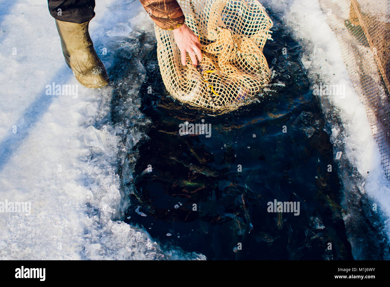 farm trout winter ice-hole fish lake catching a mace food Stock Photo ...