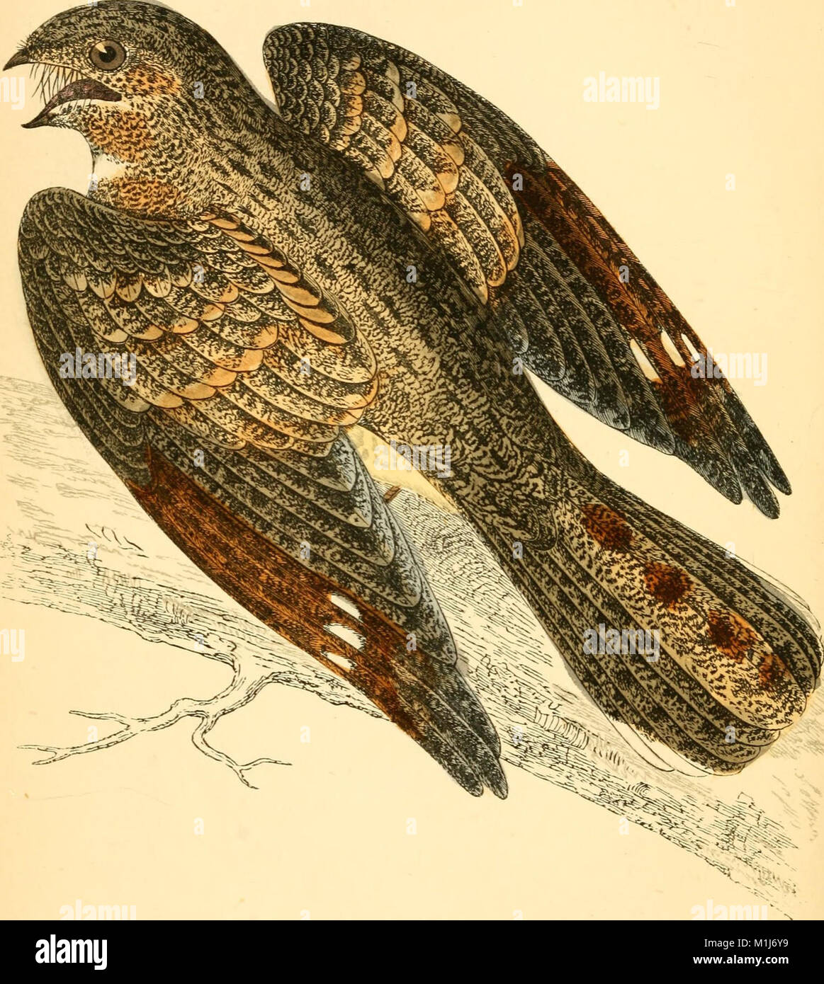 Published in 1862, this book by Rev. F.O. Morris offers a detailed ...