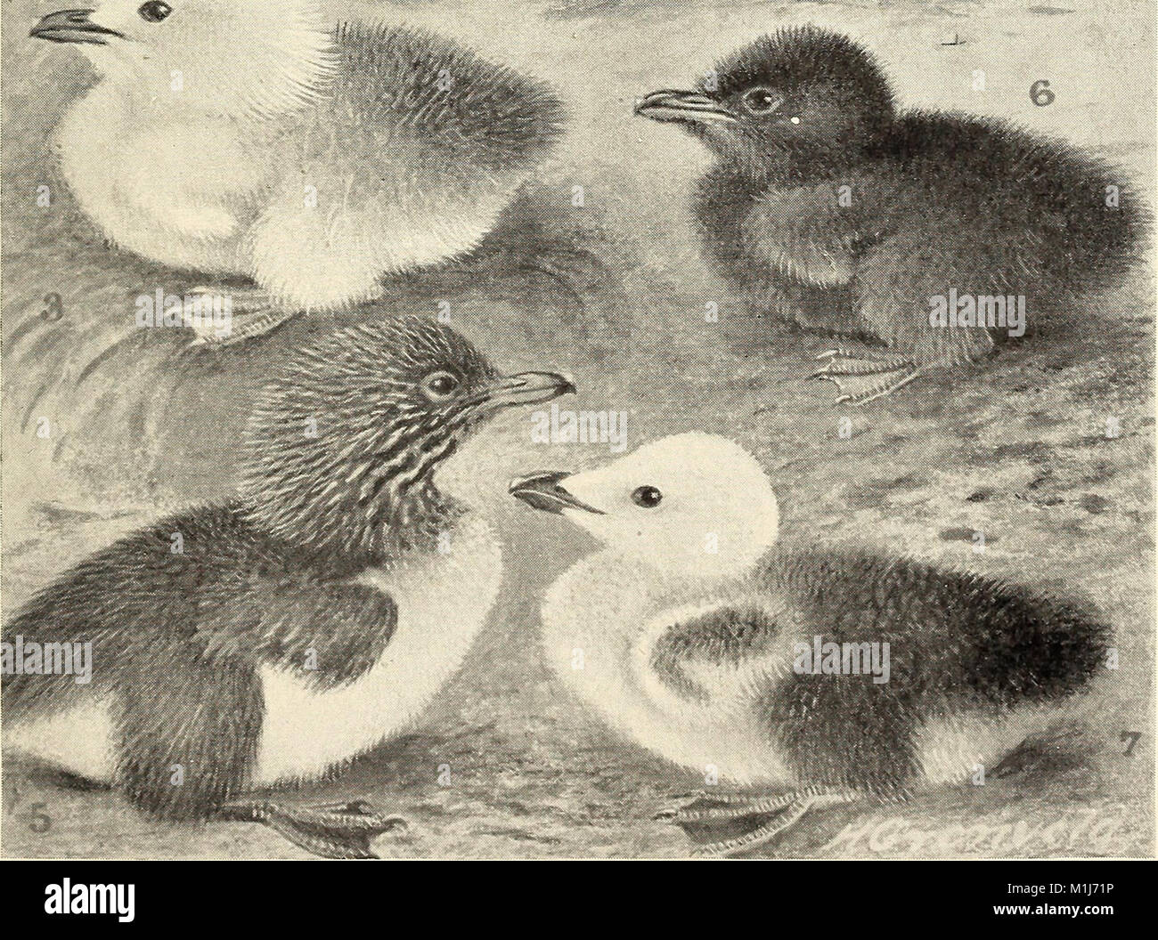 This 1920 handbook provides a practical guide to British bird species ...