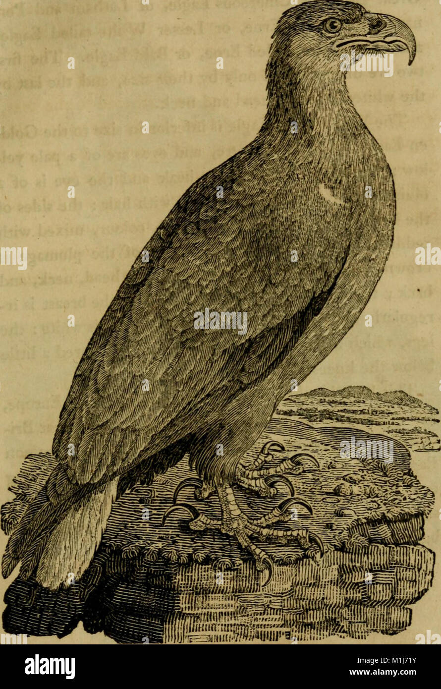 This 1809 work details the history of British birds, with a focus on ...